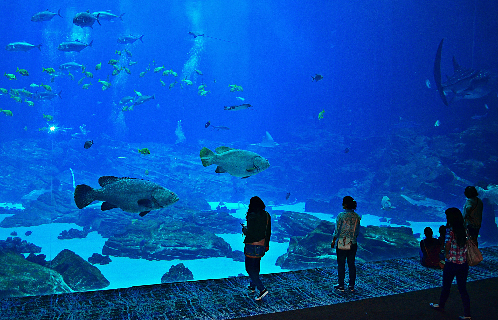 Aquarium De Paris